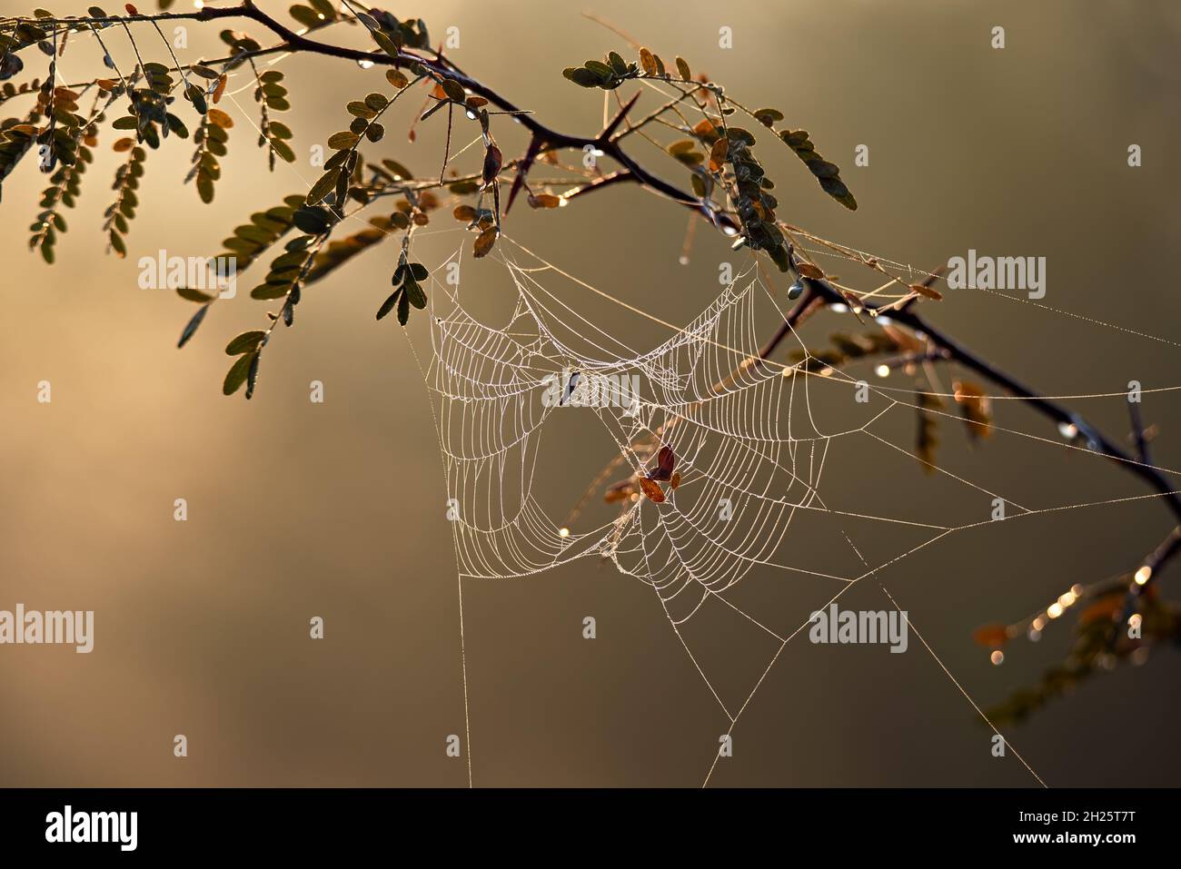 Autumn mood background. Beautiful spider web on the dry grass covered ...