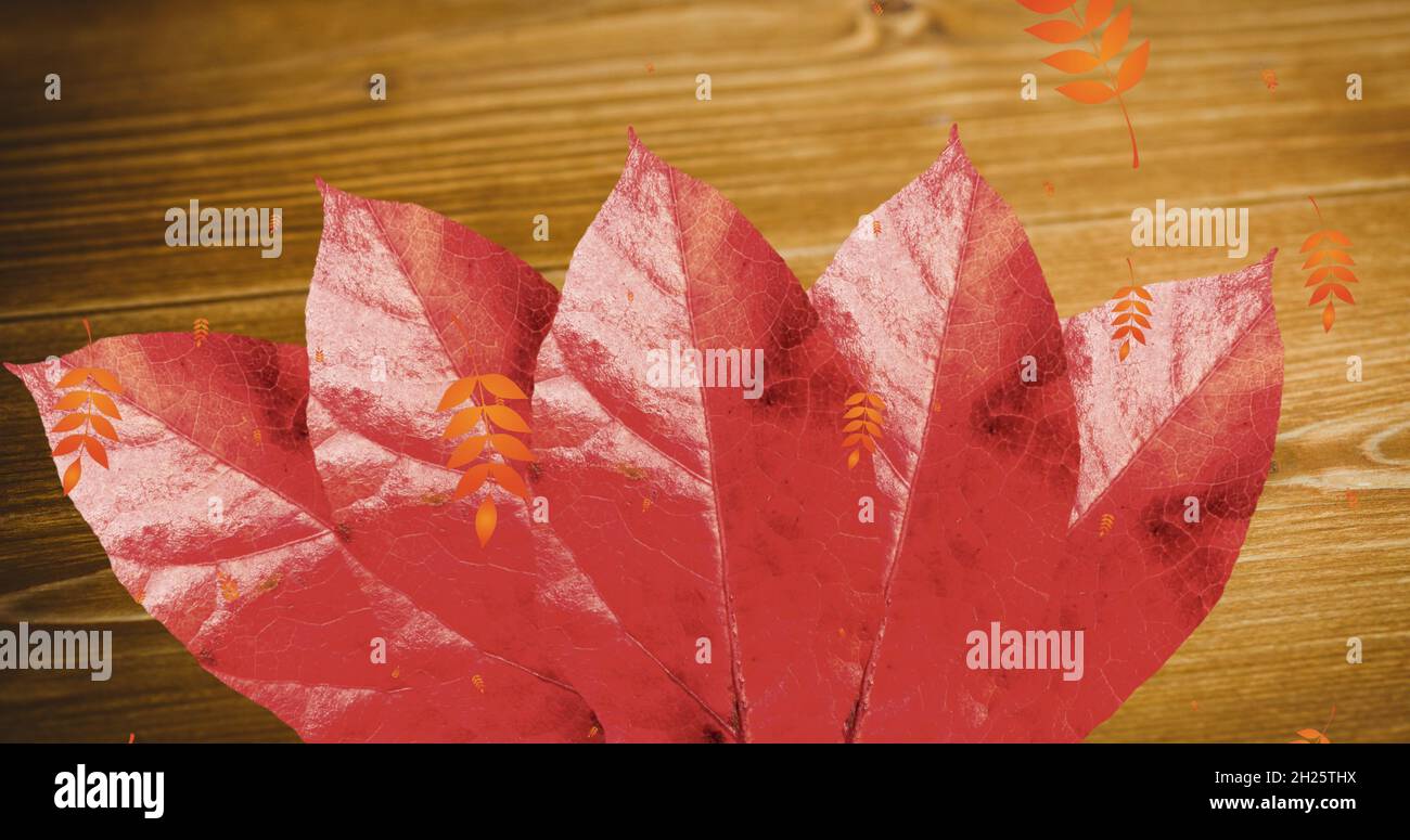 Multiple leaves pattern icons falling over autumn maple leaf against ...