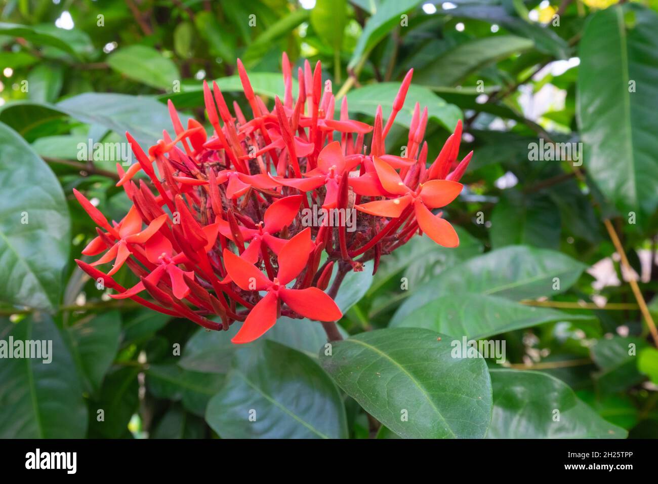 Needle flower hi-res stock photography and images - Alamy