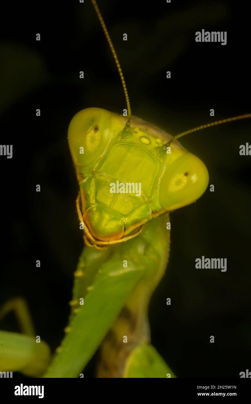 Tree mantis hi-res stock photography and images - Alamy