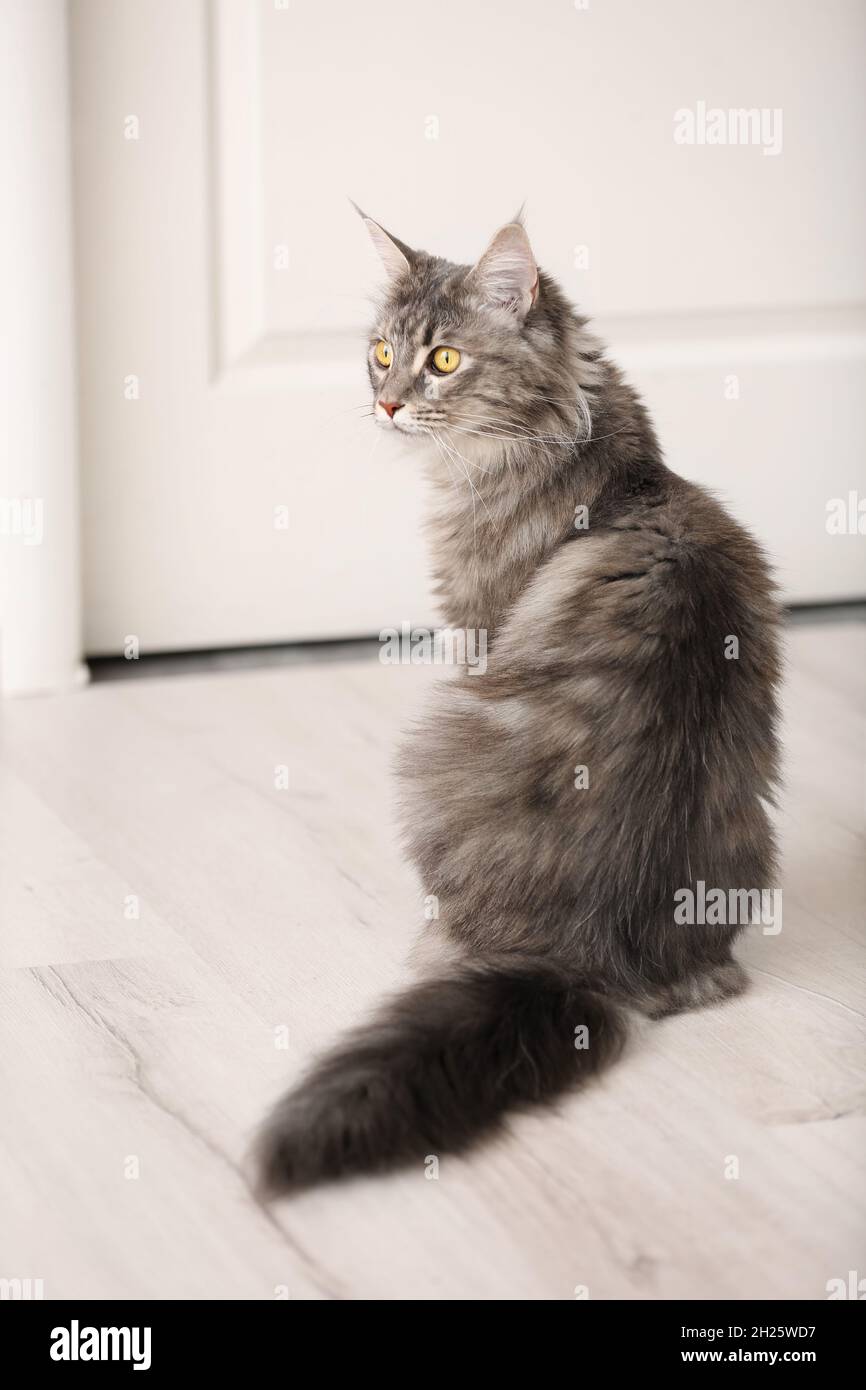 Adorable Maine Coon cat on floor at home Stock Photo - Alamy