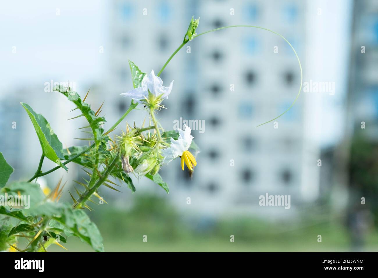 Wild Bush Fruit Stock Photo - Alamy