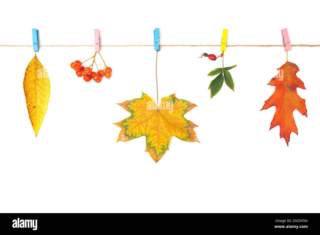 Close-up of pigmented autumn leaves and berries hanging on a washing ...