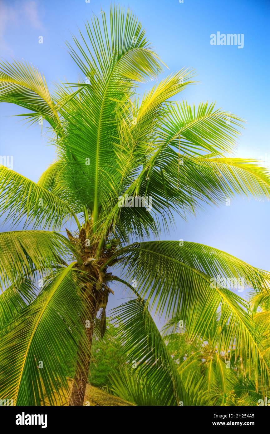 palm tree on the blue sky background Stock Photo - Alamy