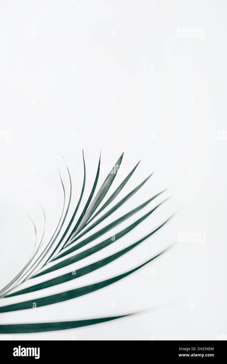 Minimal natural background with green houseplant. Green plant leaves on ...