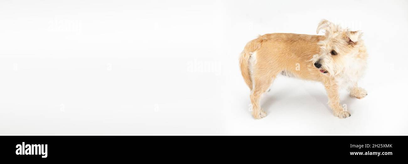 A light brown dog stands and looks back. View from above. Isolated from ...