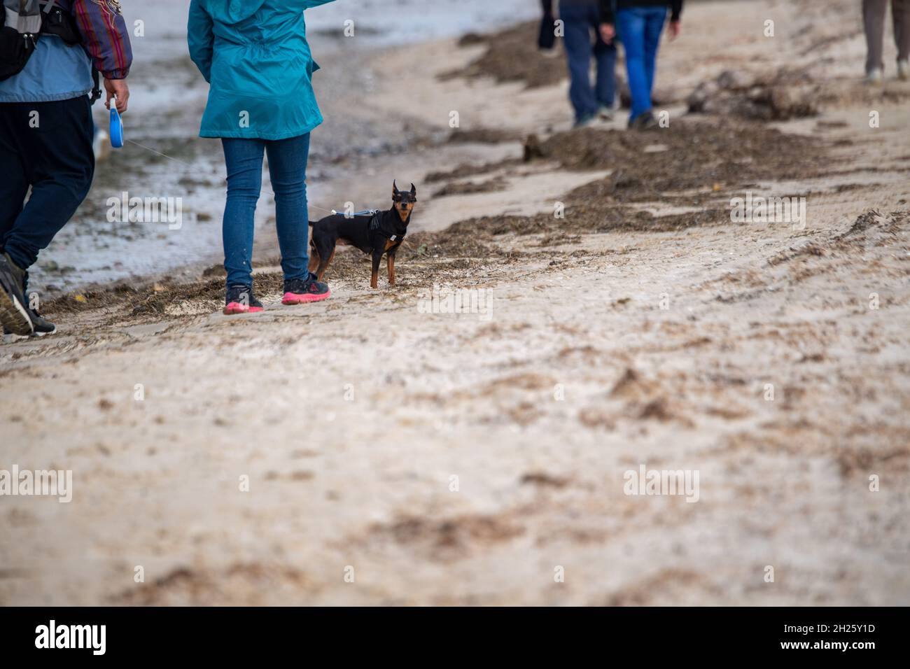 Lubmin, Germany. 20th Oct, 2021. Walkers and a dog are on the beach of ...