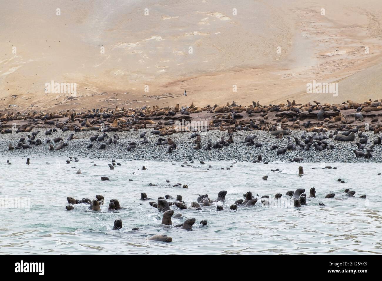 Peru, Ballestas islands Stock Photo - Alamy