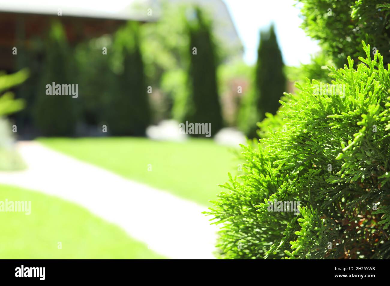 Green conifer bush in beautiful English style garden on sunny day Stock ...