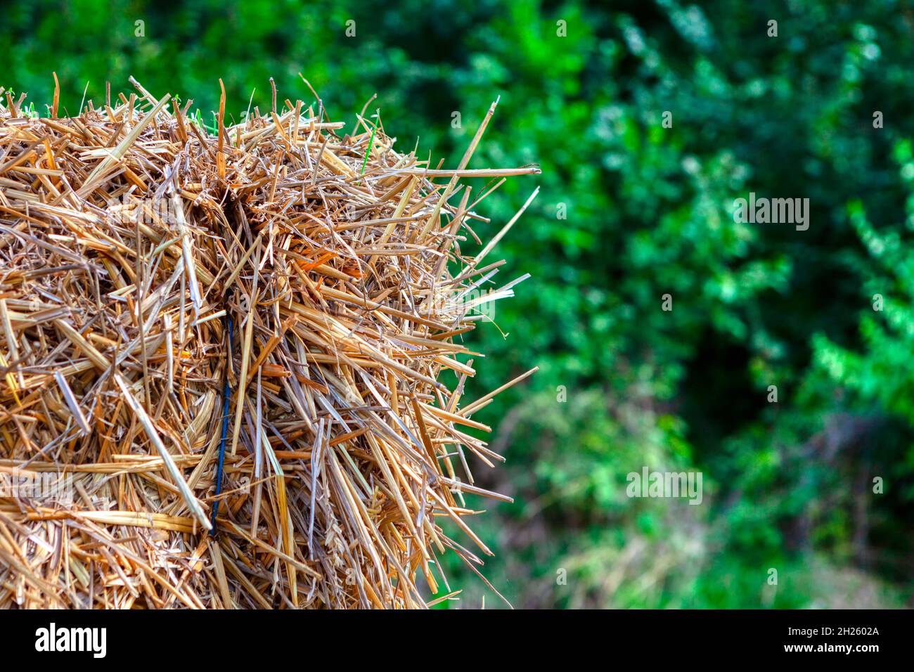 Straw for feeding . Hay for feeding farm animals Stock Photo - Alamy