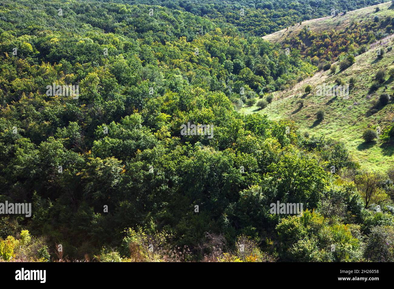 Forest growing on the rolling hills . Landscape with green woodland ...