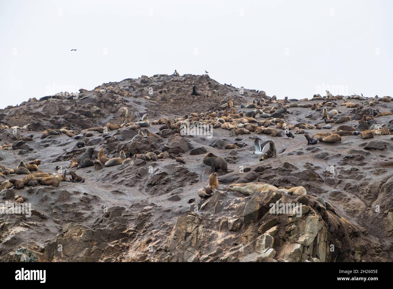 Peru, Ballestas islands Stock Photo - Alamy
