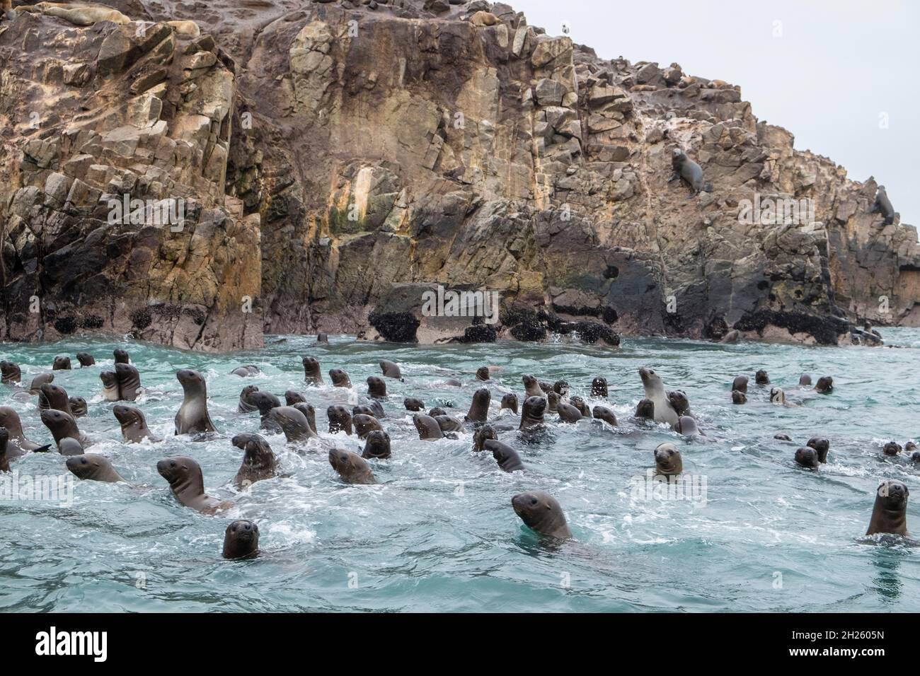 Peru, Ballestas islands Stock Photo - Alamy