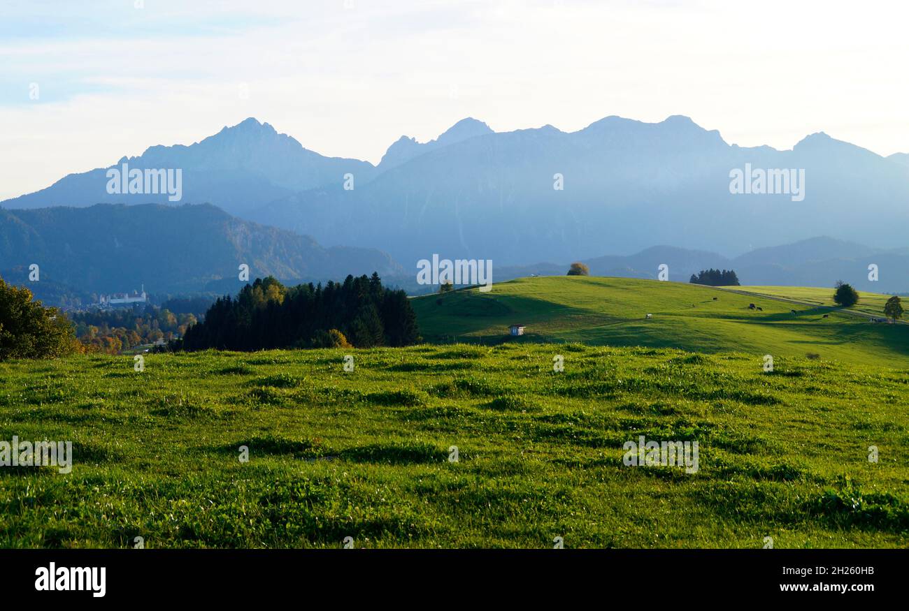green meadows of the Allgau region in Bavaria with the Alps in the ...