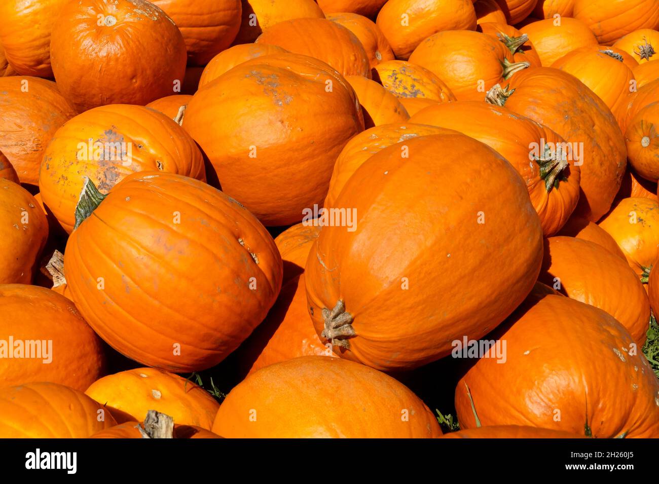 Pumpkins and halloween scenery hi-res stock photography and images - Alamy