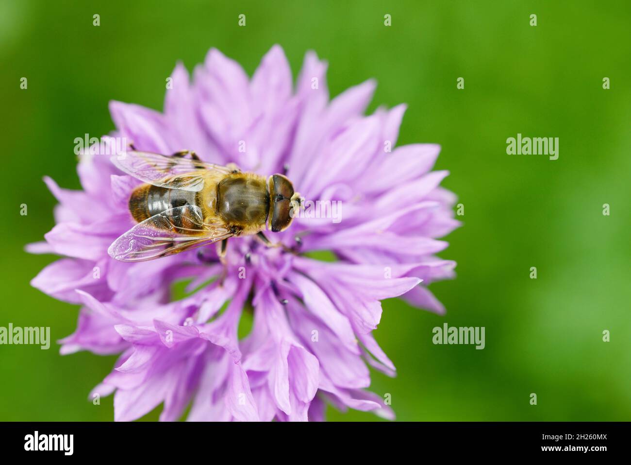 Bumble bee on cornflower Stock Photo - Alamy