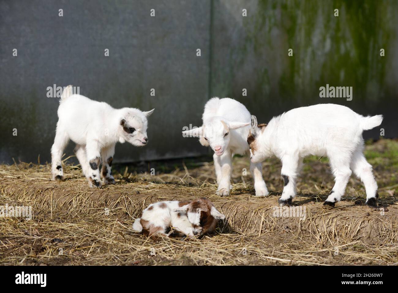 white goat kids standing and goat kid lying on straw Stock Photo - Alamy