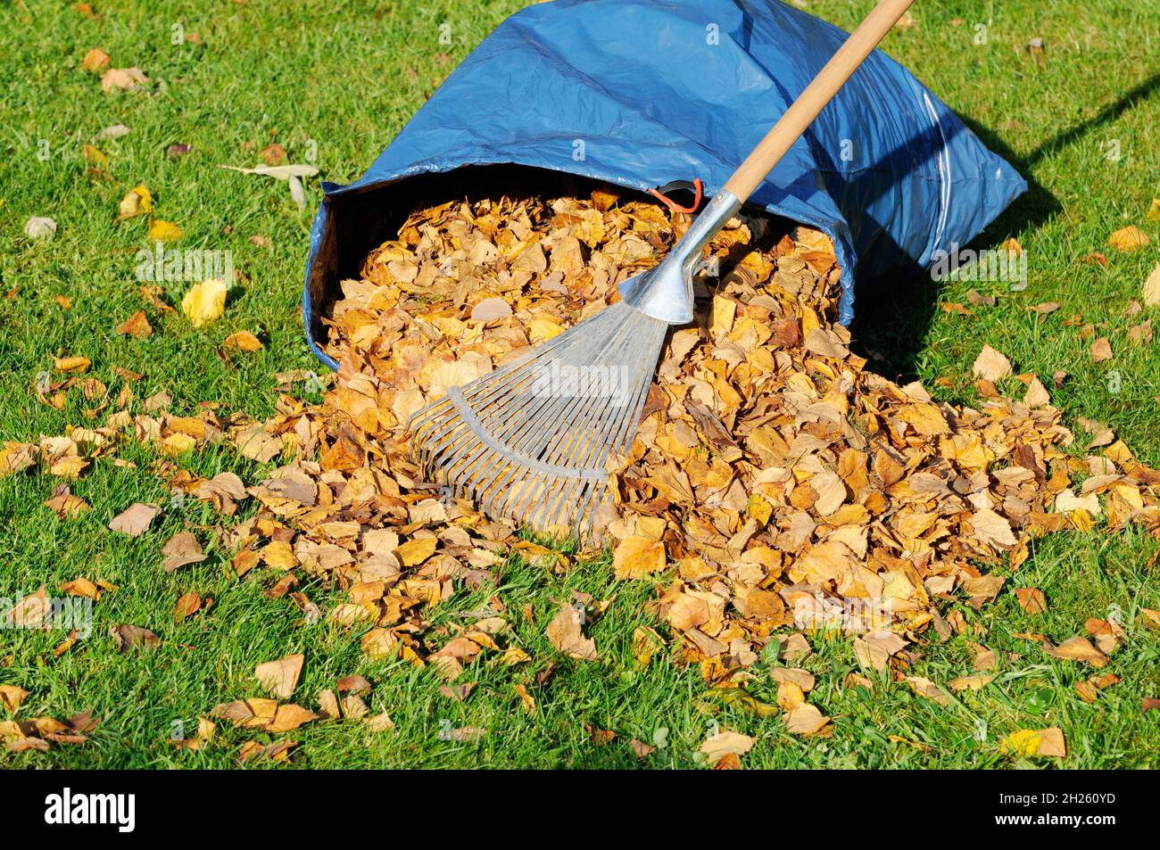 autumn leaves and rake on meadow Stock Photo - Alamy
