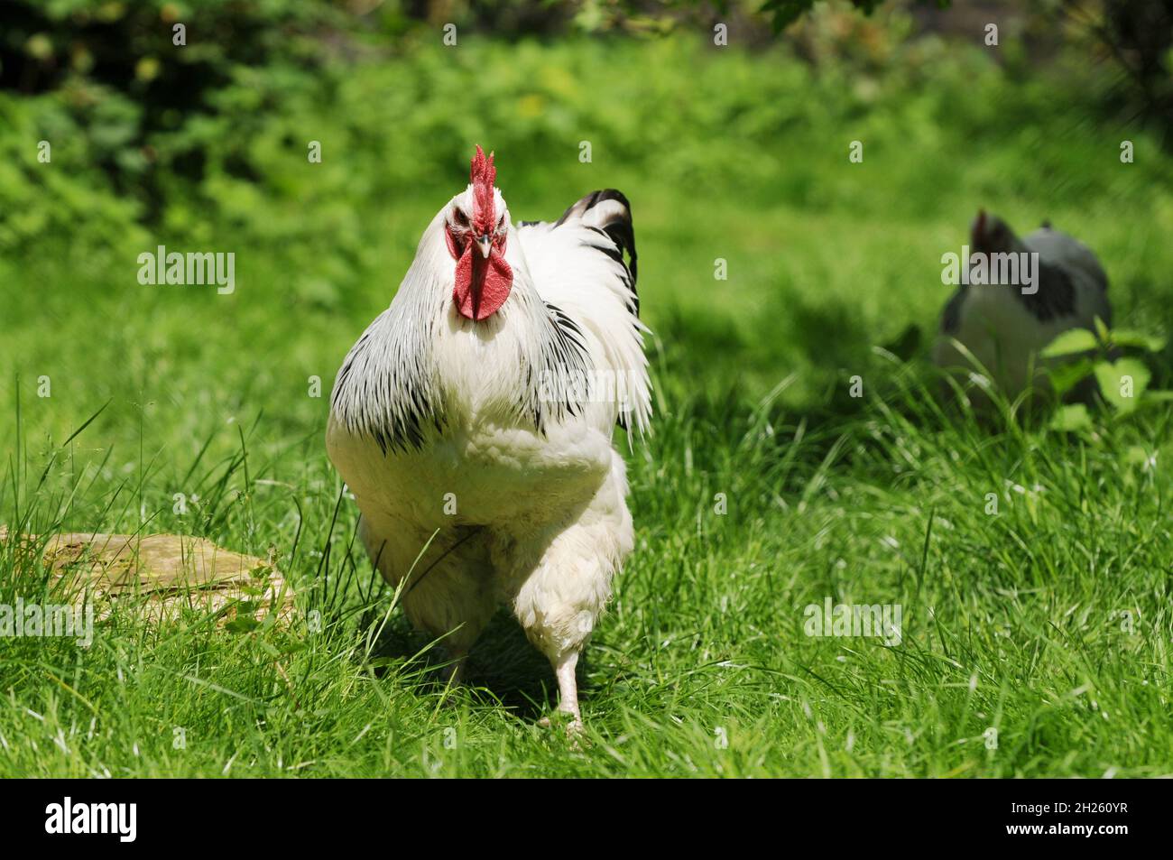white hen running on meadow Stock Photo - Alamy