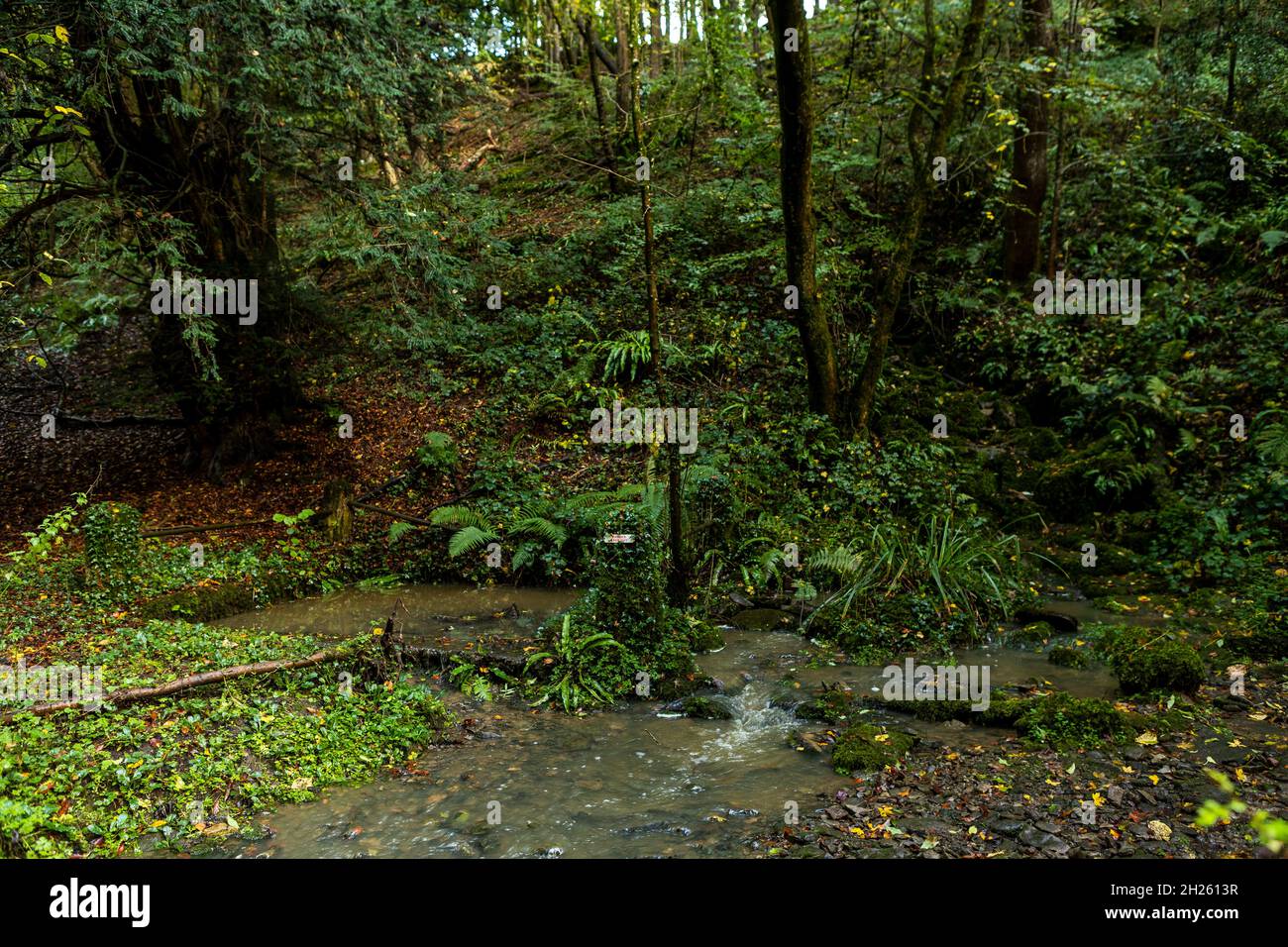 Natural spring and stone retaining wall. Slade Brook tufa forming ...