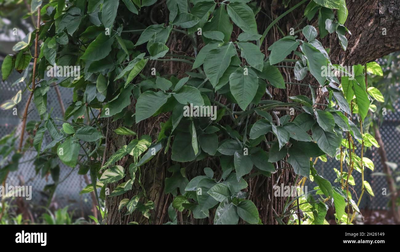 The plants and vines that are intertwined with the green mosaic on the ...