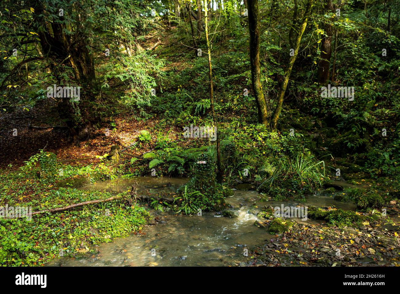 Natural spring and stone retaining wall. Slade Brook tufa forming ...