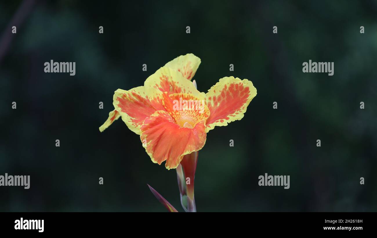 Beautiful yellow and orange canna lily with green leaves in background ...