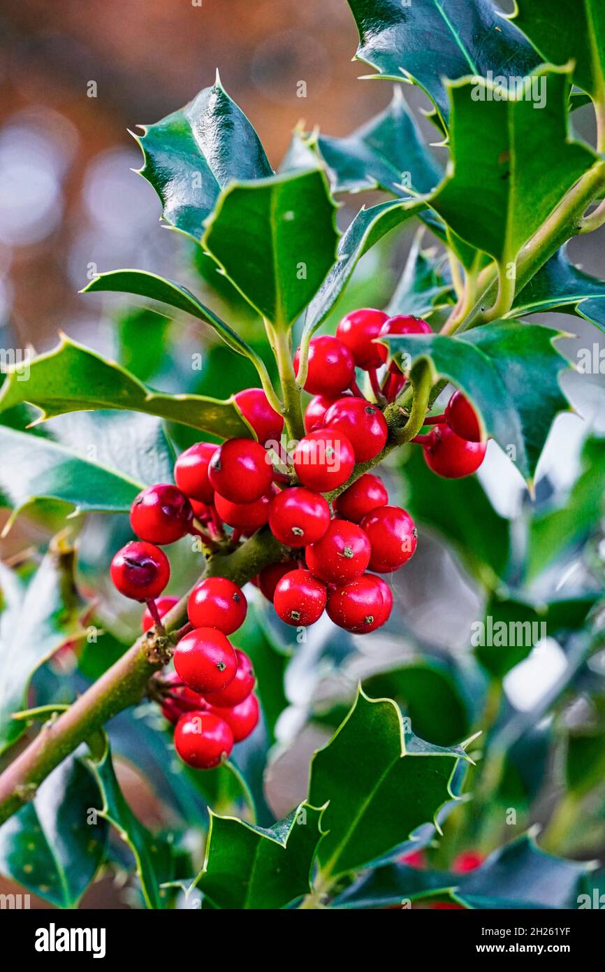 Mistletoe Plant With Red Berries