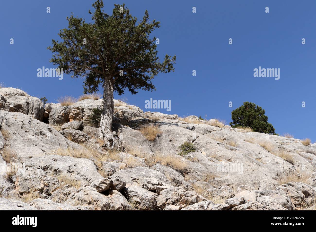 Juniper tree growing in the Taurus Mountains of Turkey Stock Photo - Alamy