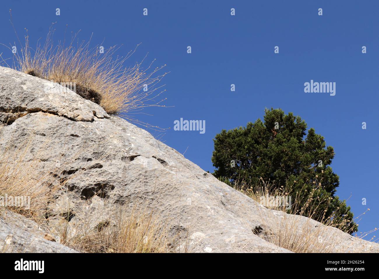 Juniper tree growing in the Taurus Mountains of Turkey Stock Photo - Alamy