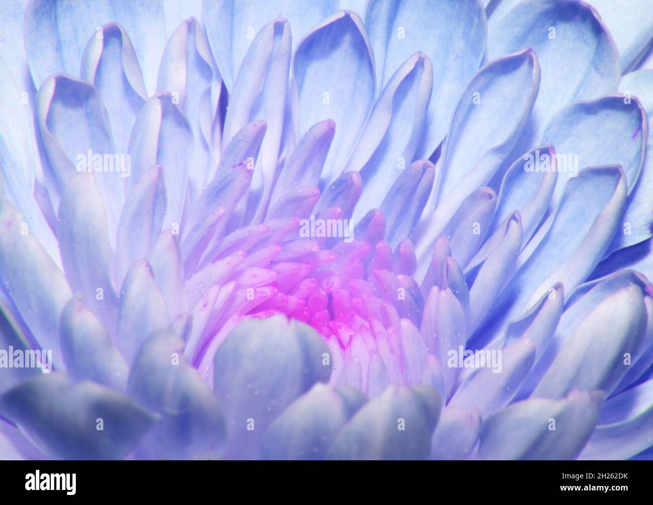A Close up beautiful flower and petals for background Stock Photo - Alamy