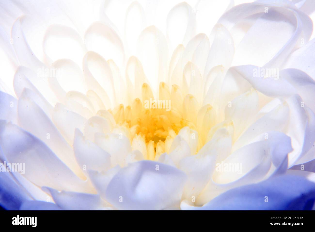 A Close up beautiful flower and petals for background Stock Photo - Alamy