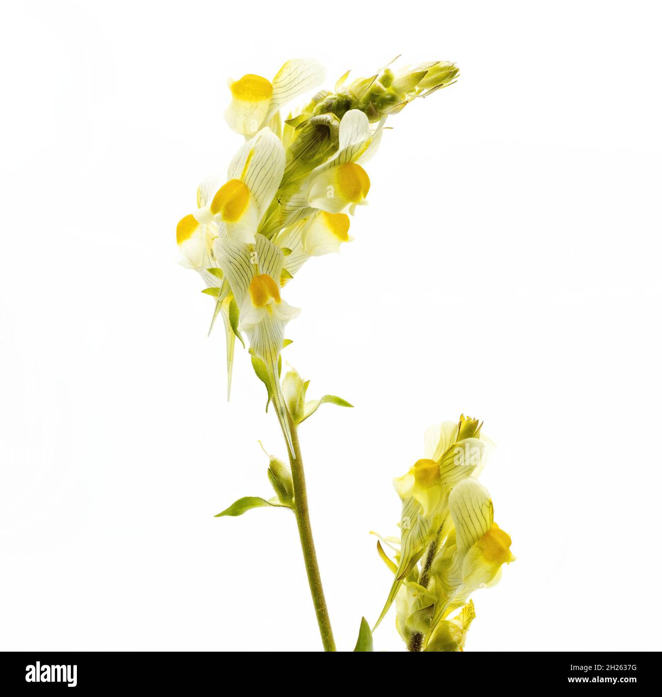 Vertical photo, Linaria vulgaris, the common toadflax, yellow toadflax ...