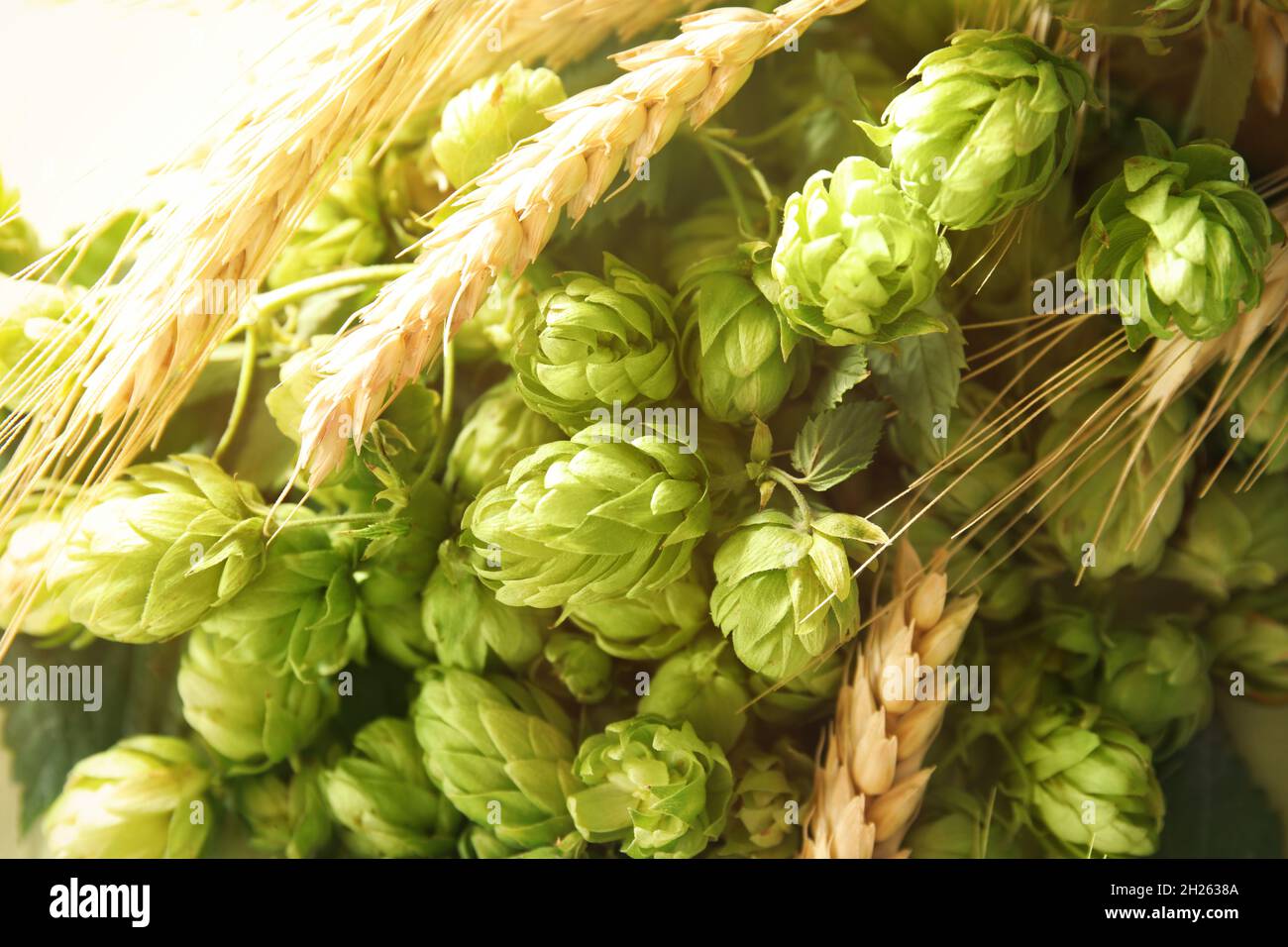 Fresh green hops and wheat spikes as background. Beer production Stock ...