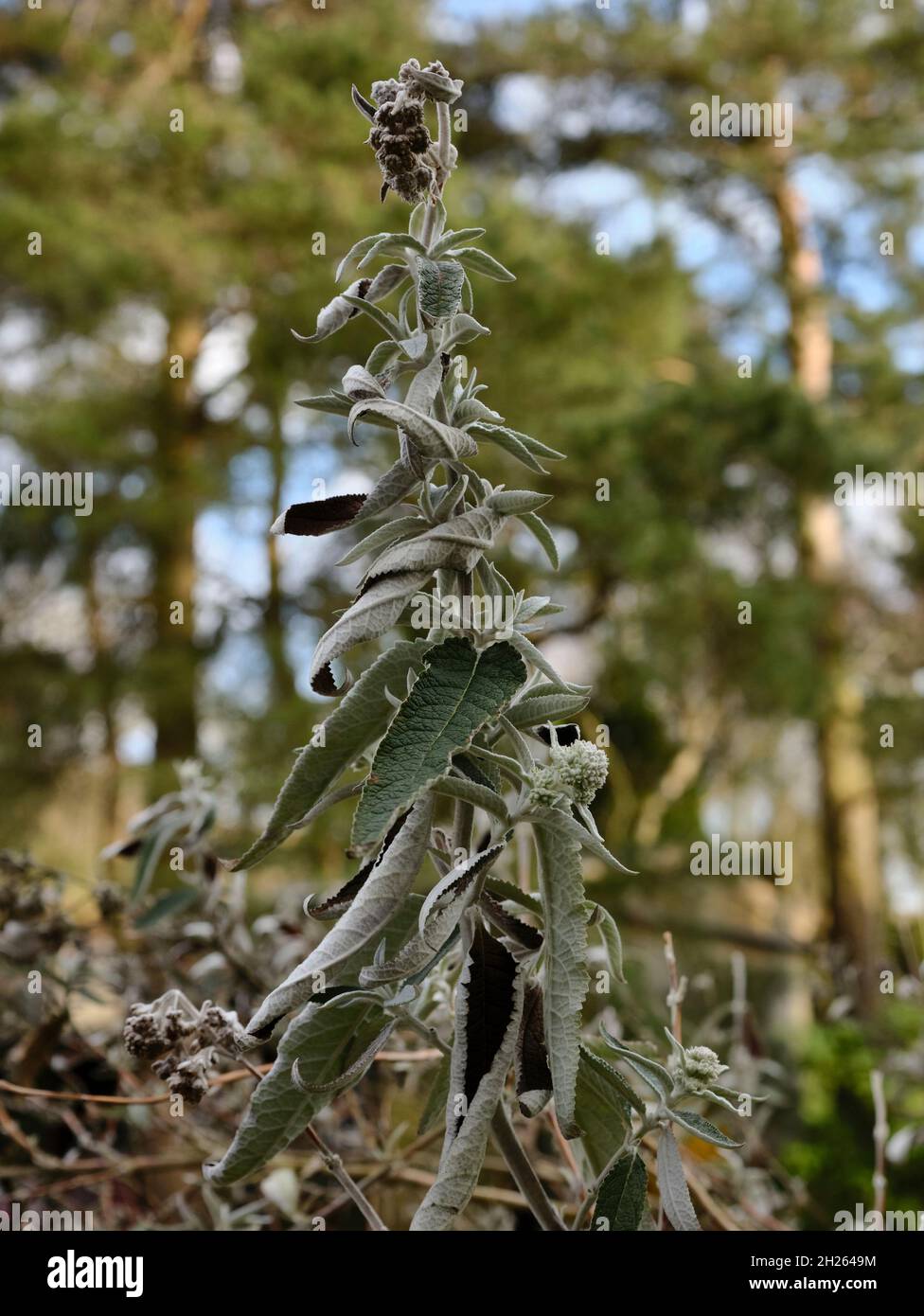 Buddleia leaves suffering from wind chill damage Stock Photo - Alamy