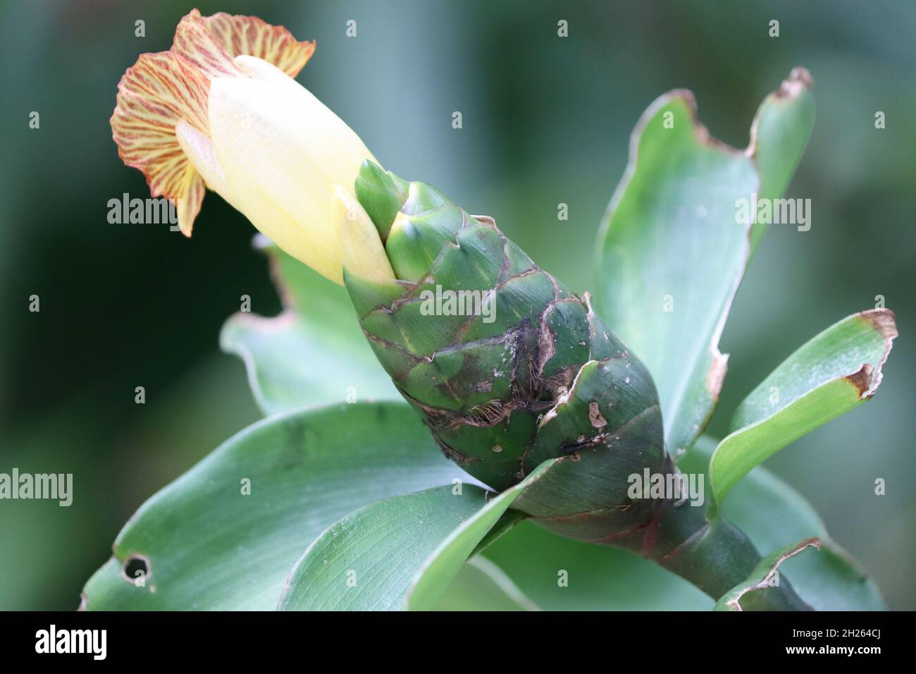 Green leaf is a beautiful fresh bud natural plant Stock Photo - Alamy