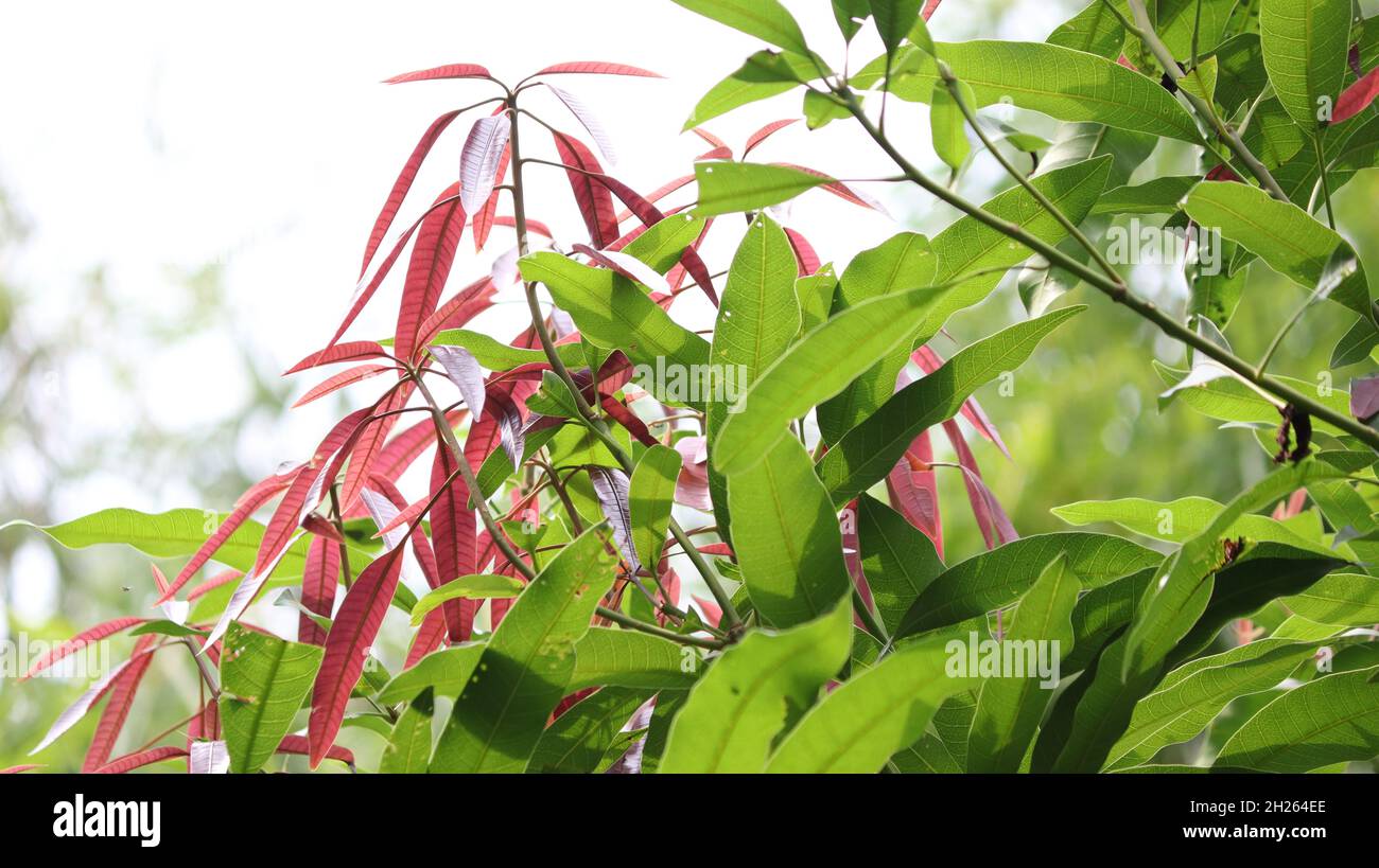 Mango tree growing brown colour leaf Climatic condition for growing ...