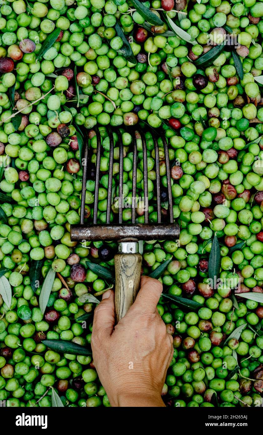 Olive comb hi-res stock photography and images - Alamy