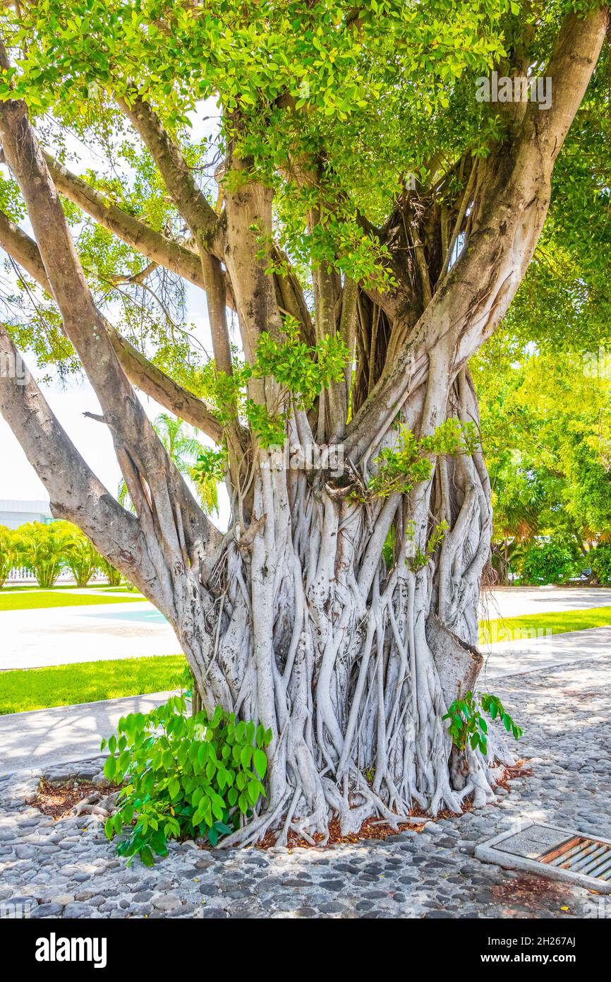 Large tropical ficus tree in park at Cancún airport in Quintana Roo ...
