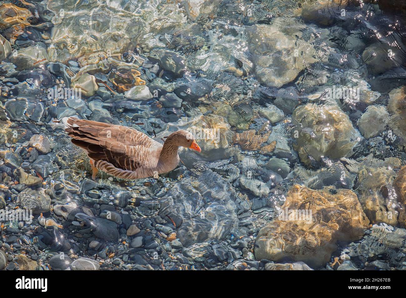Brown Duck. Isolated. mallard swimming in the Mediterranean Sea in ...