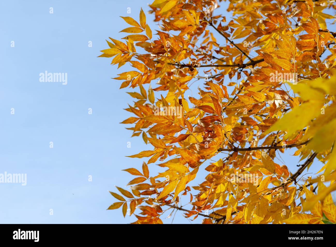 Indian ash tree branch hi-res stock photography and images - Alamy