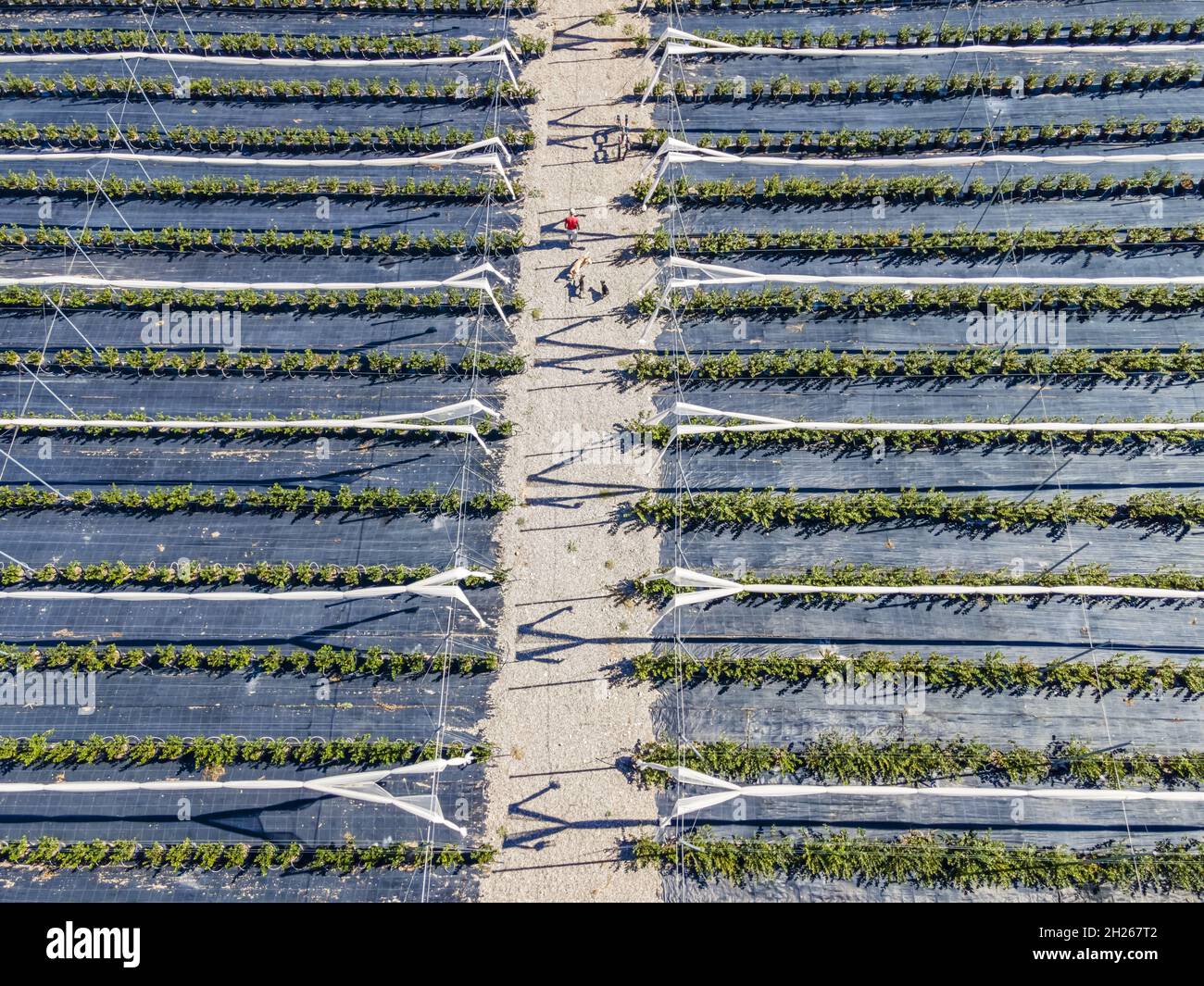 Field viewed from above Stock Photo - Alamy