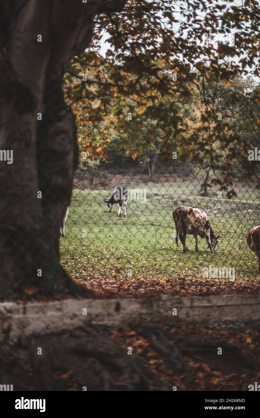 Cows graze in the meadow in autumn. Autumn foliage lies under a large ...