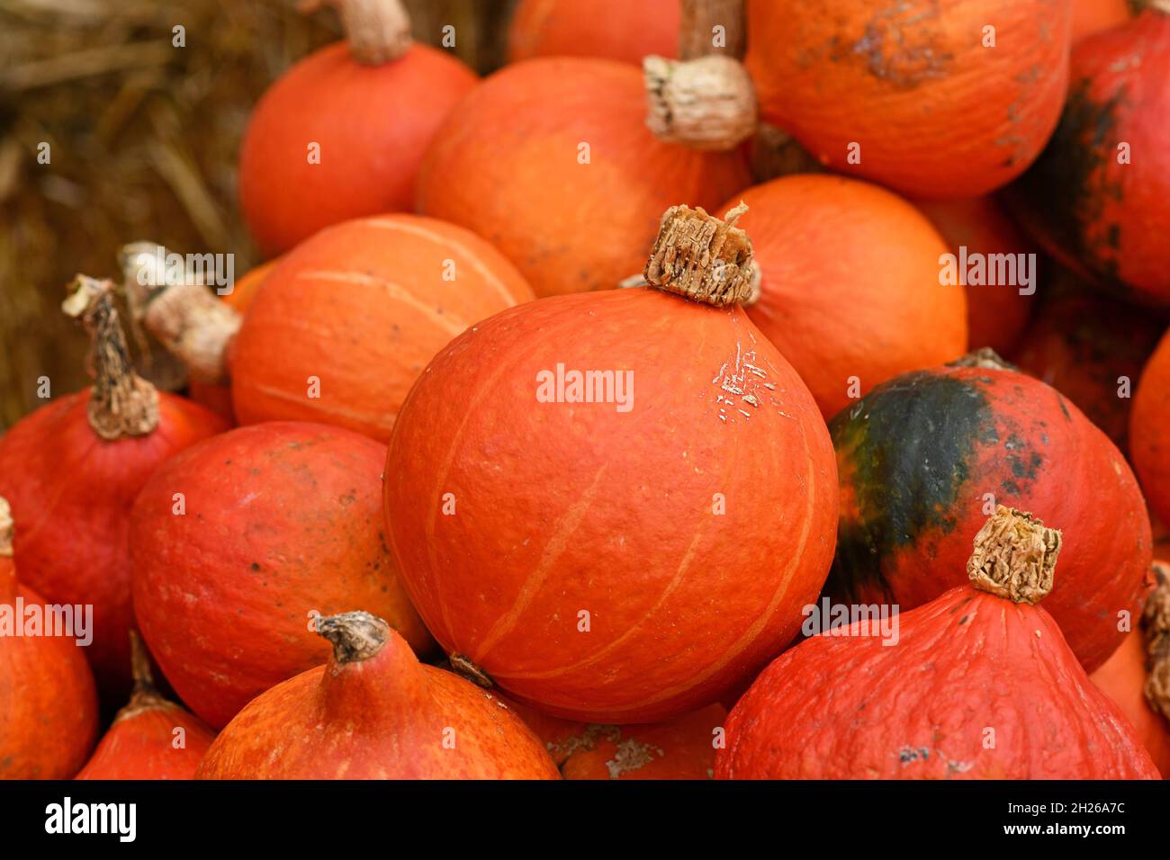 Background pile red kuri hi-res stock photography and images - Alamy