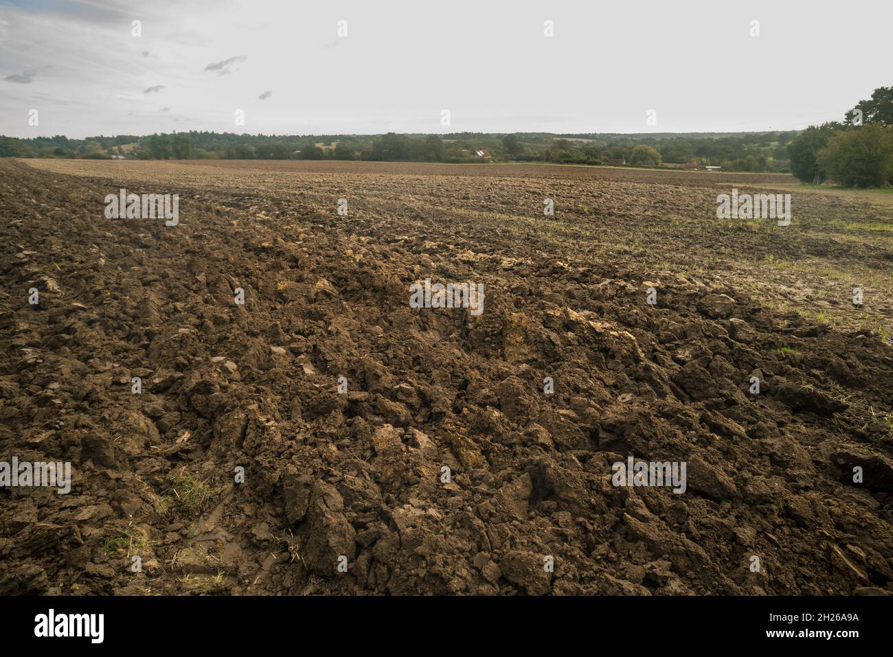 Ploughing large field of sandy sticky clay soil loam by old tractor ...
