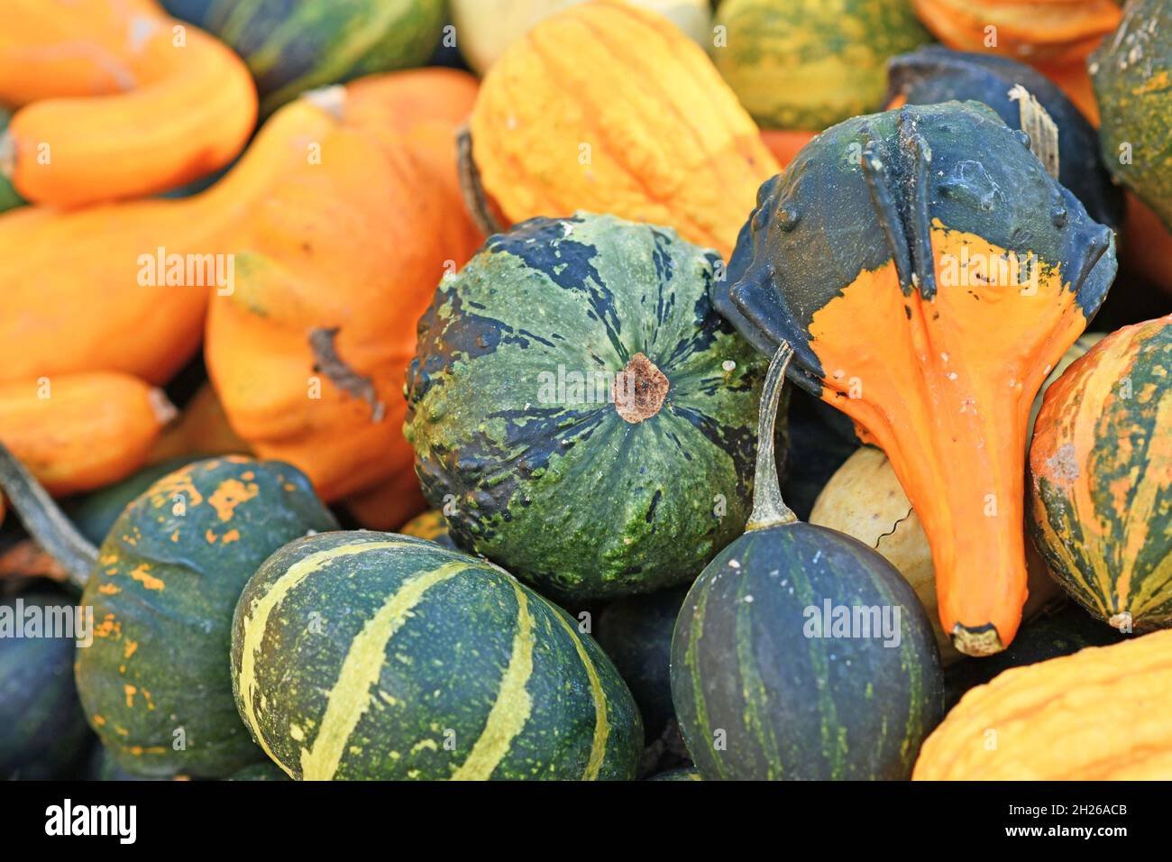 Many small gourds hi-res stock photography and images - Alamy