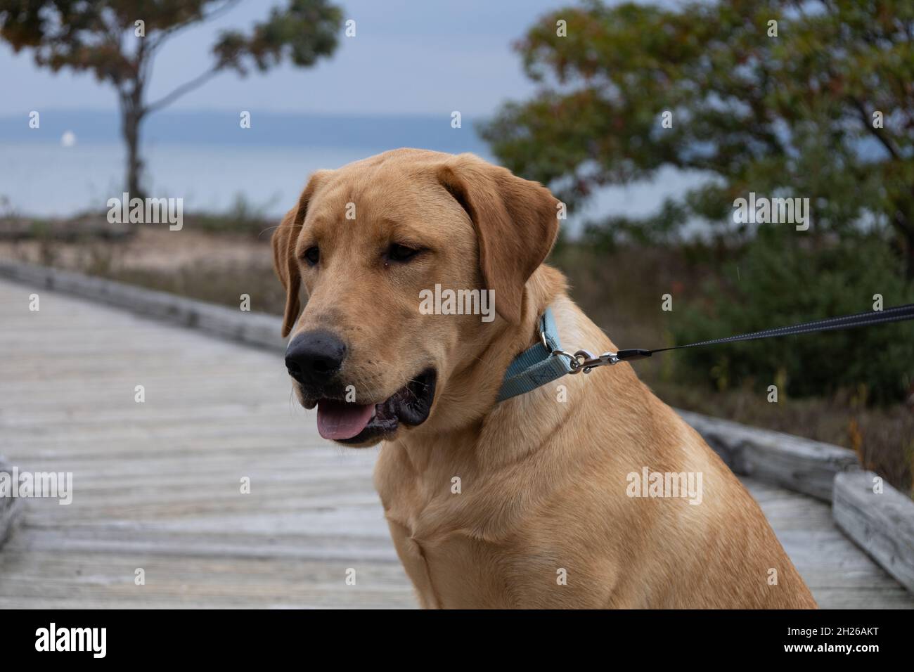 Lab animal hi-res stock photography and images - Alamy