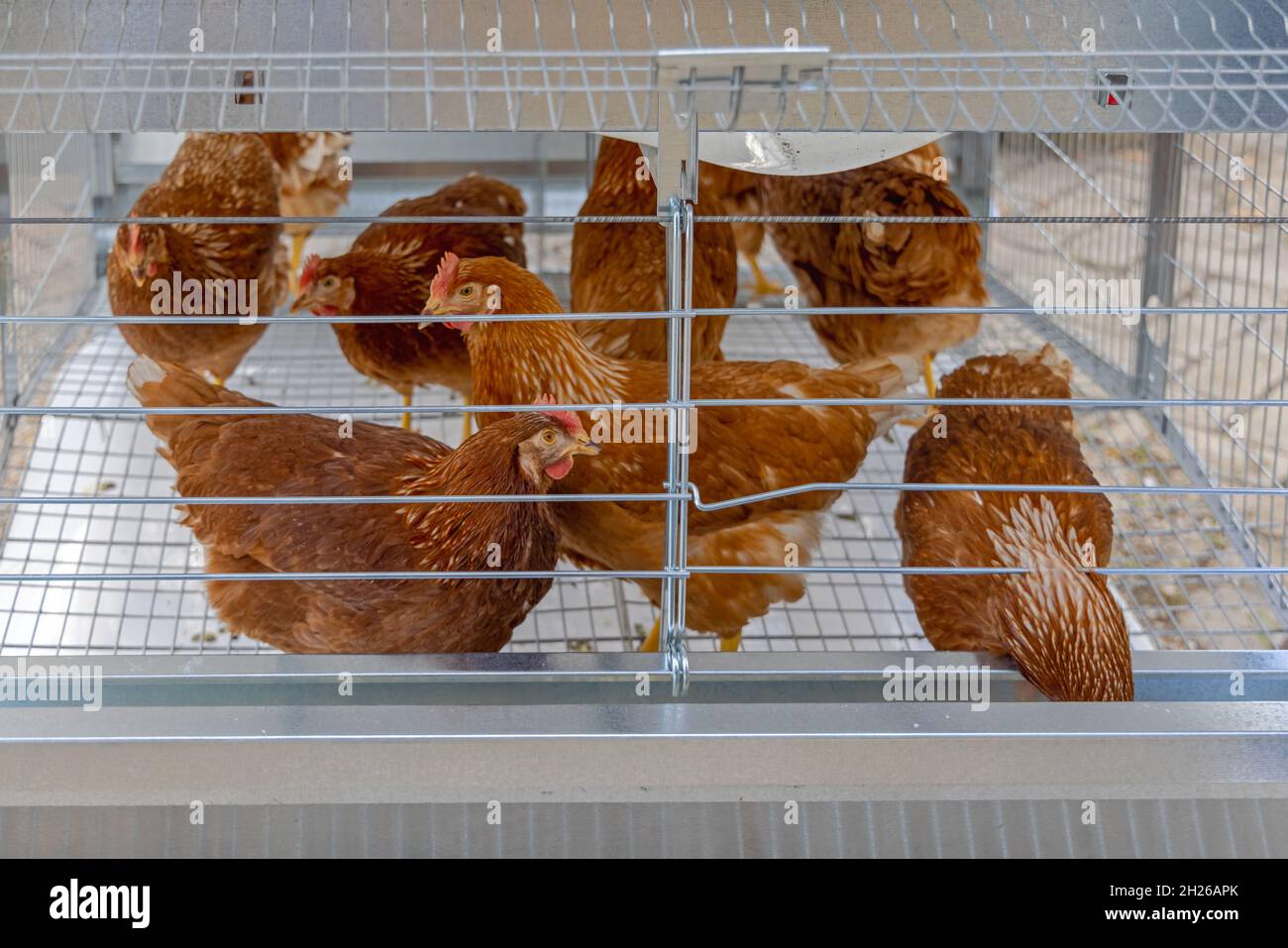 Brown Chickens Birds in Wire Cage at Poultry Farm Stock Photo - Alamy