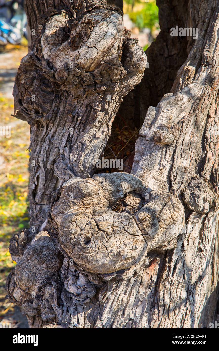 Tree Bark . Extreme Close Up.Gnarled Tree Bark Texture. Stock image ...