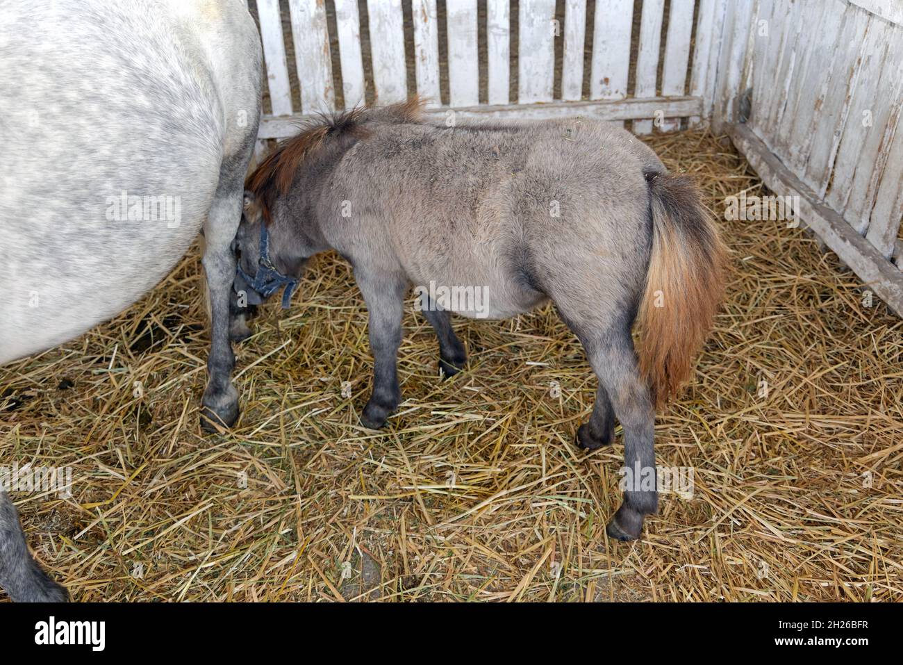 Newborn pony hi-res stock photography and images - Alamy